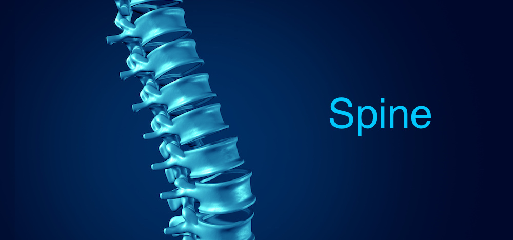 Human Spine Concept – OrthoFeed